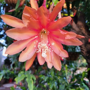 Spanish Gold Epiphyllum-1 Cutting68these Are - Etsy