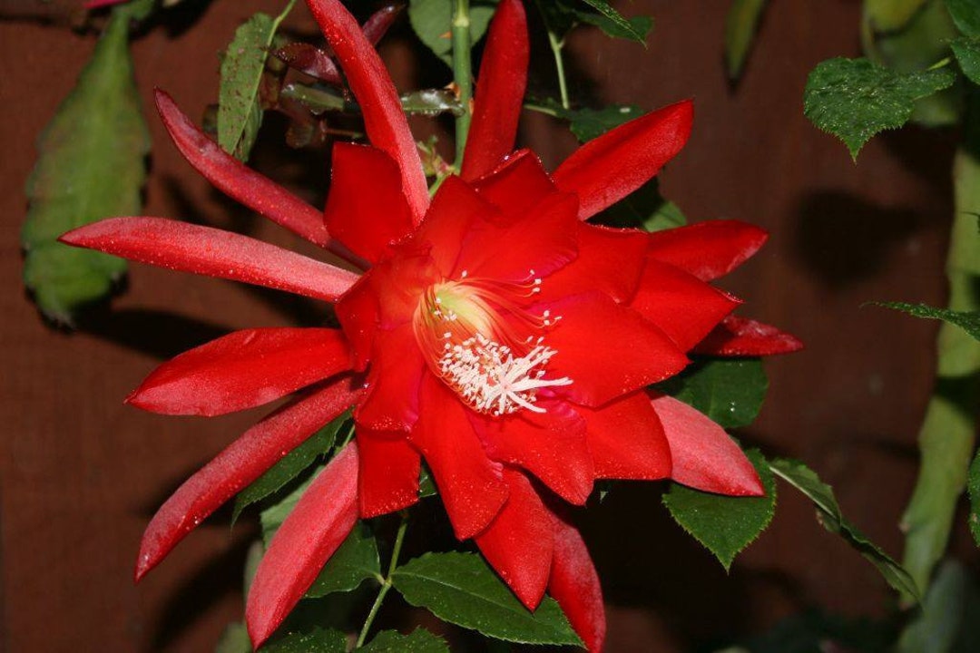 Dracula's Mark 1 Cutting 6-8" - Think Tropical, Tree Dweller, Living in ...