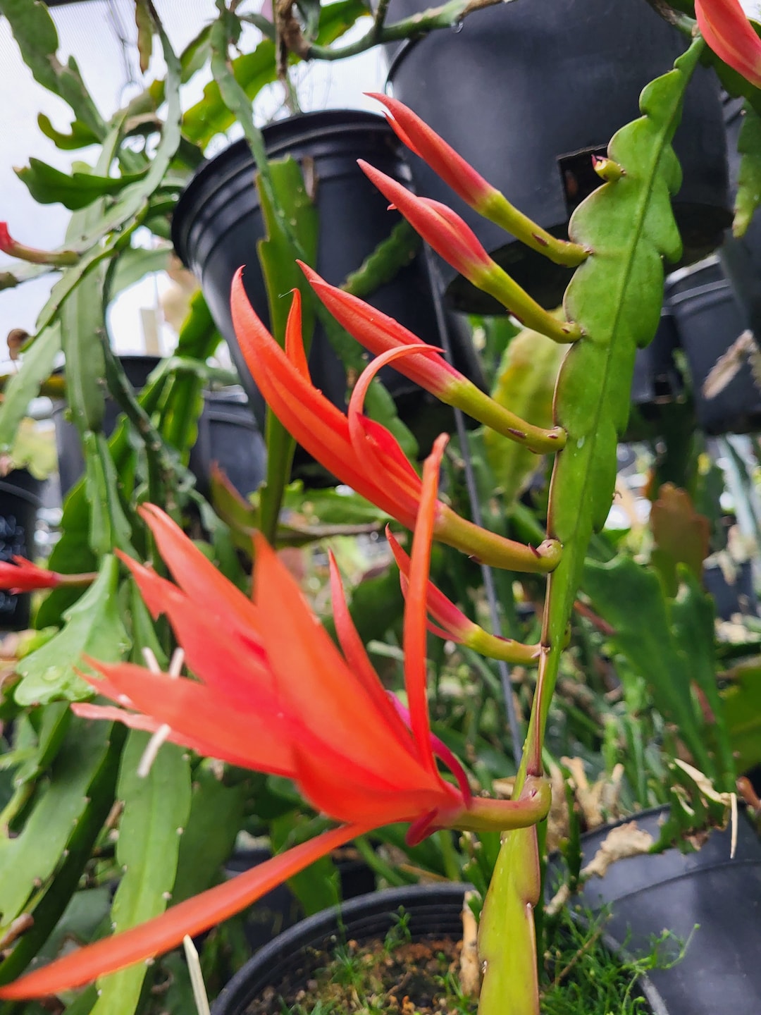 Picky, Picky, Picky - One 6-8 Inch Cutting - Tropical Forest Cactus - Etsy