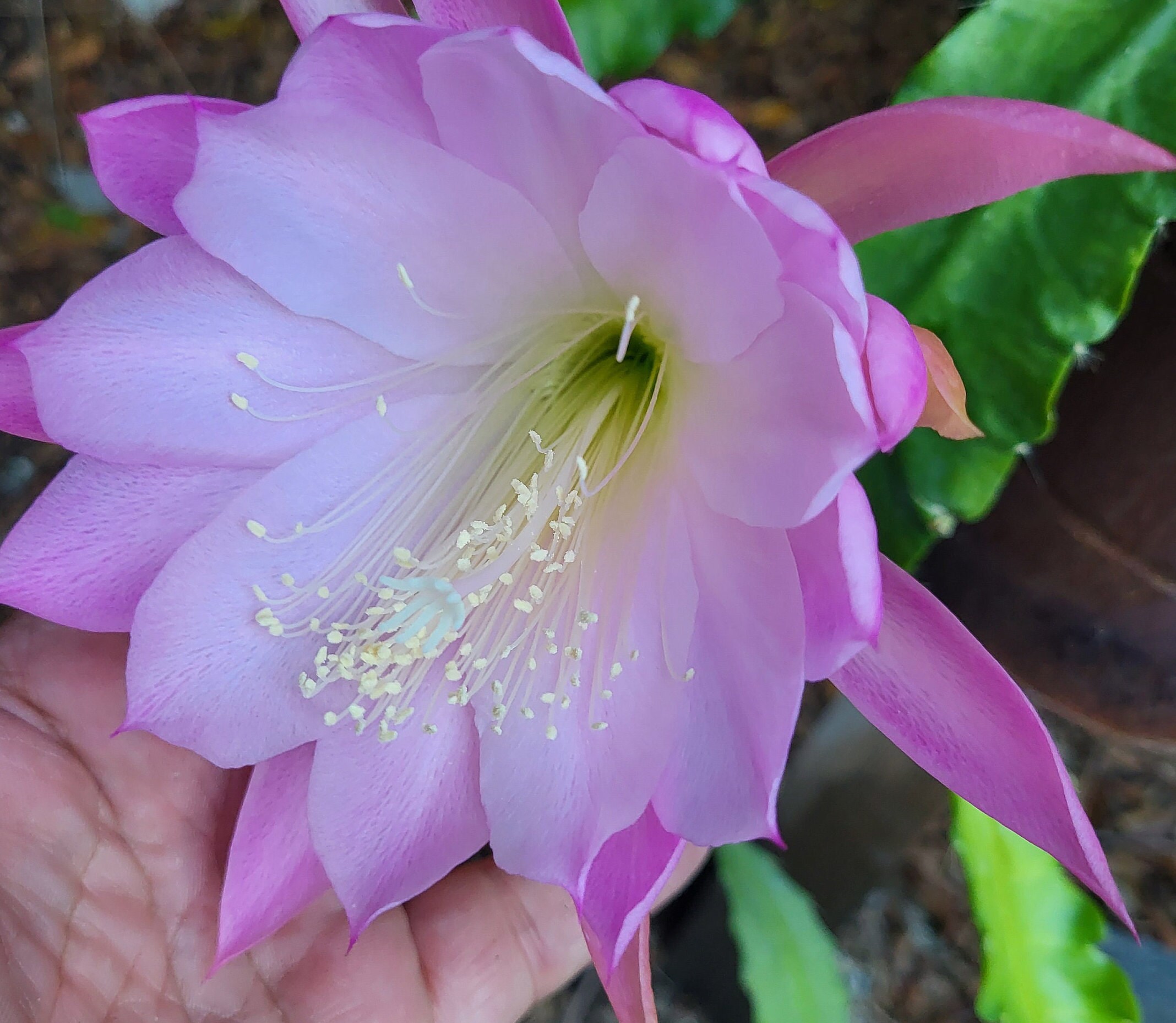 Bridesmaid Epiphyllum-1 Cutting 68 Beware Not - Etsy