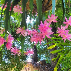 German Empress Epiphyllum -1 Cutting - (disocactus Phyllanthoides) - (6 ...