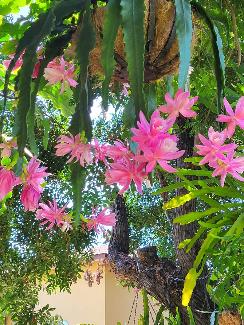 German Empress Epiphyllum -1 Cutting - (disocactus Phyllanthoides) - (6 ...
