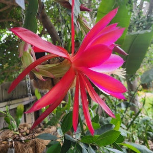 Maylo: 6" to 8" Cutting. Think Tropical, Tree Dweller, Living in the ...