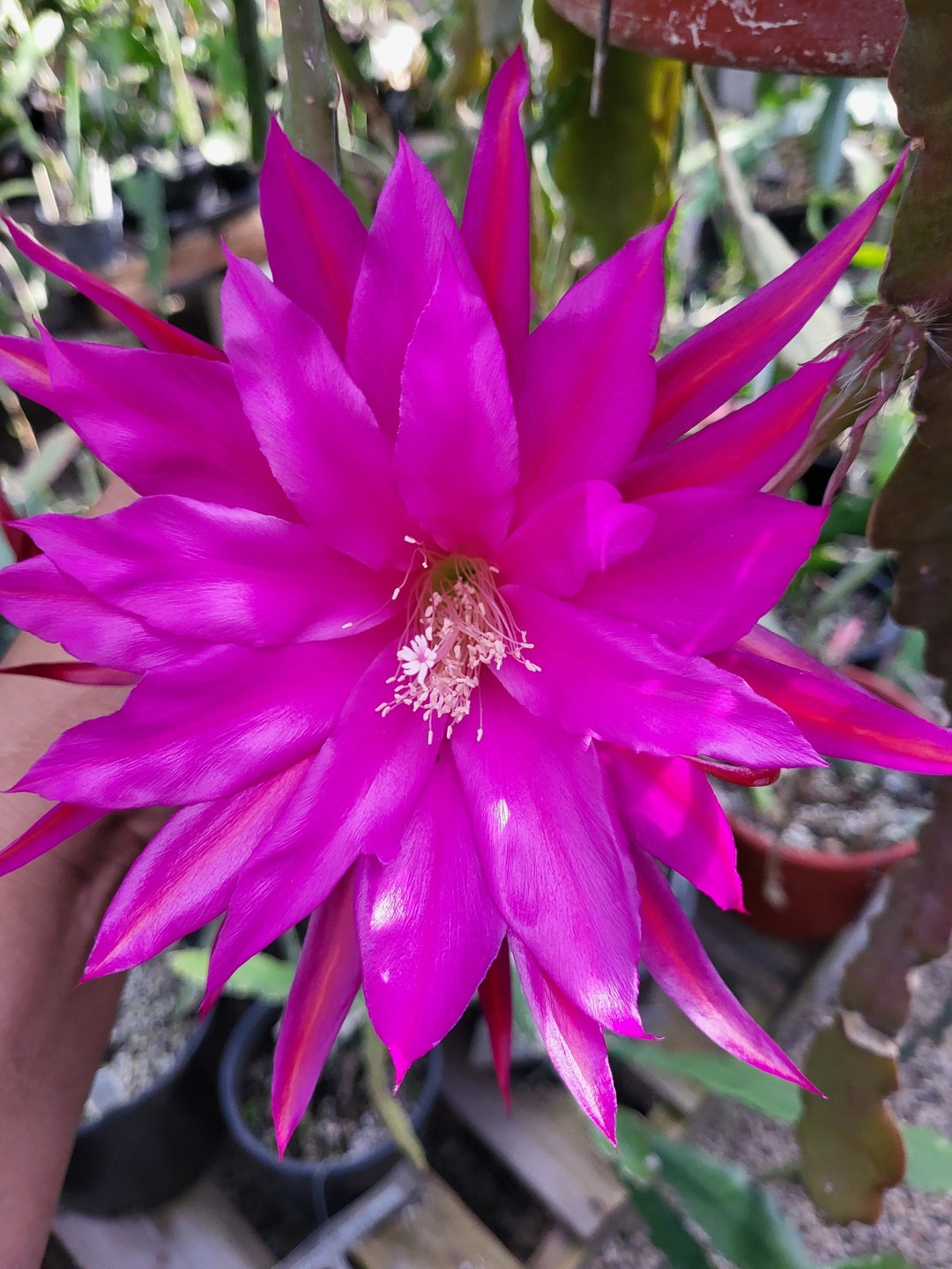 Dr John T. Cox: 1 Cutting 6"-8" Purple - Think Tropical, Tree Dweller ...