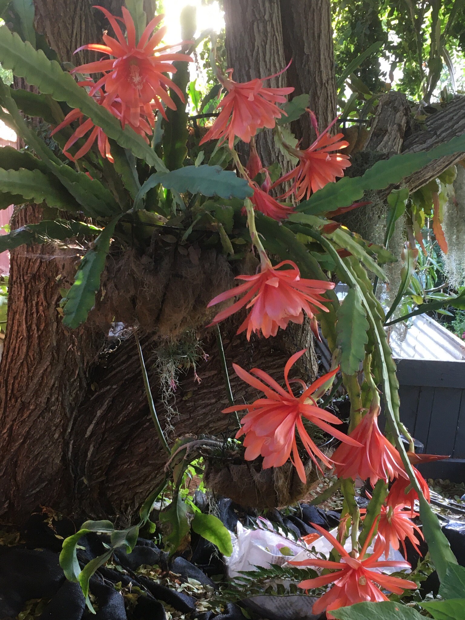 Zeus Epiphyllum/Tropical Cactus 1 Cutting68 A | Etsy