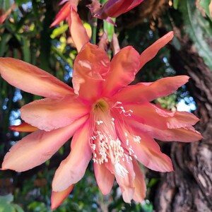 Spanish Gold Epiphyllum-1 Cutting68these Are - Etsy