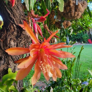 Spanish Gold Epiphyllum-1 Cutting(6"-8")these Are Shade Plants Think ...