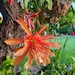 Spanish Gold Epiphyllum-1 Cutting68these Are - Etsy