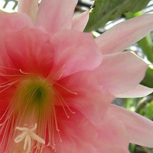 AGATHA :one Cutting@6" to 8" Cutting. Think Tropical, Tree Dweller ...