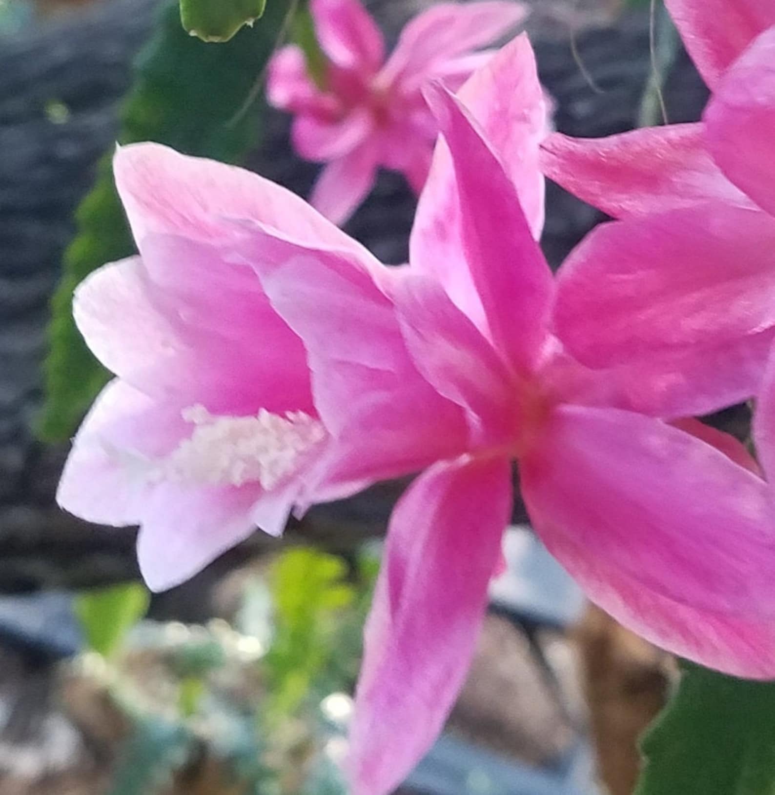German Empress Epiphyllum -1 Cutting - (disocactus Phyllanthoides) - (6 ...