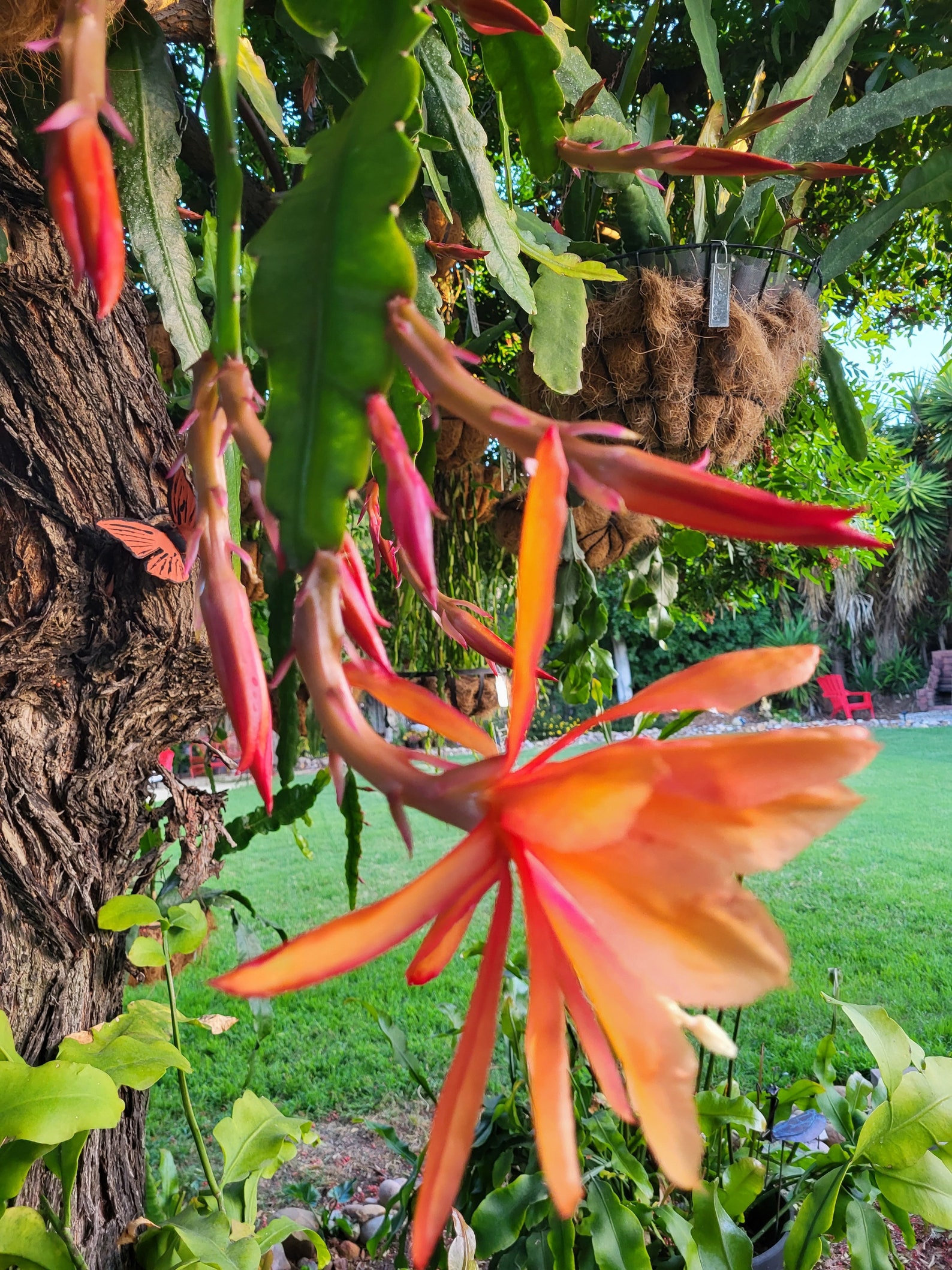 Spanish Gold Epiphyllum-1 Cutting68these Are - Etsy