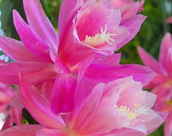 German Empress 'disocactus Phyllanthoid' Cutting - Etsy