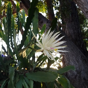 Hookeri -3 Cuttings (6"-8"cuttings)epiphyllum/cactus“shade Plants ...