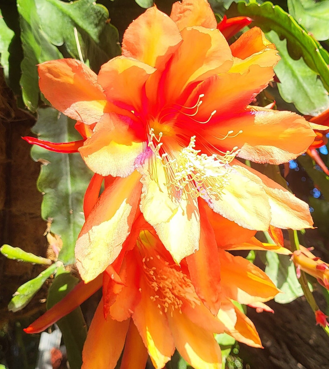 Spanish Gold Epiphyllum-1 Cutting(6"-8")these Are Shade Plants Think ...