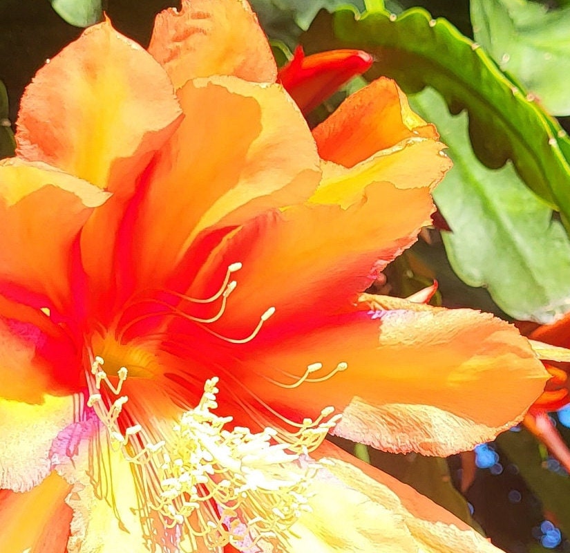 Spanish Gold Epiphyllum-1 Cutting(6"-8")these Are Shade Plants Think ...