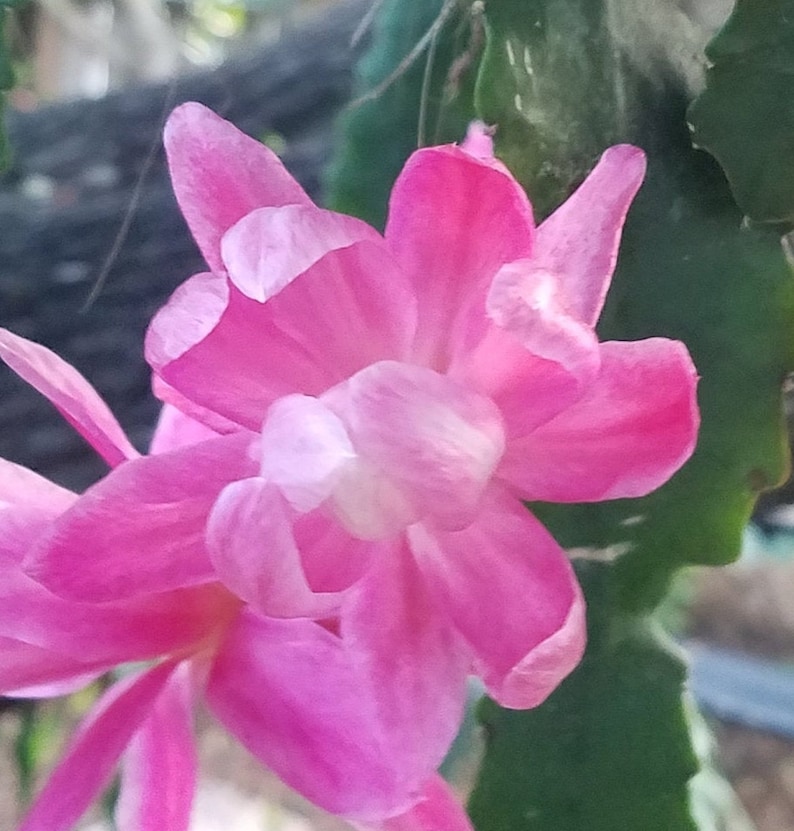 German Empress Epiphyllum -1 Cutting - (disocactus Phyllanthoides) - (6 ...