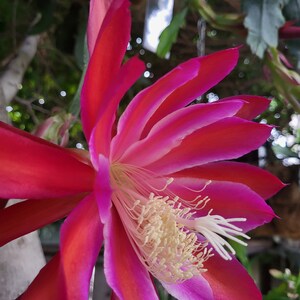 Maylo: 6" to 8" Cutting. Think Tropical, Tree Dweller, Living in the ...