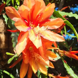 Spanish Gold Epiphyllum-1 Cutting(6"-8")these Are Shade Plants Think ...