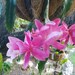 German Empress Epiphyllum 1 Cutting disocactus Phyllanthoides 6 8 ...