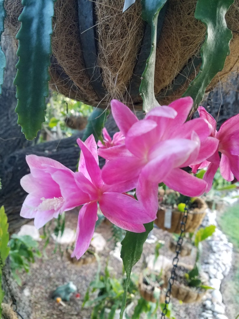 German Empress Epiphyllum 1 Cutting disocactus - Etsy