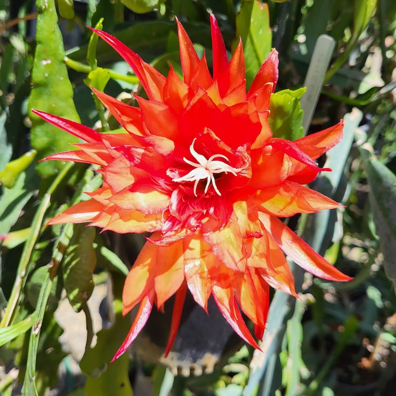 Epiphyllum - Etsy