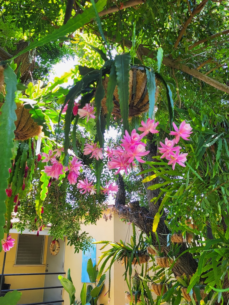 German Empress Epiphyllum -1 Cutting - (disocactus Phyllanthoides) - (6 ...