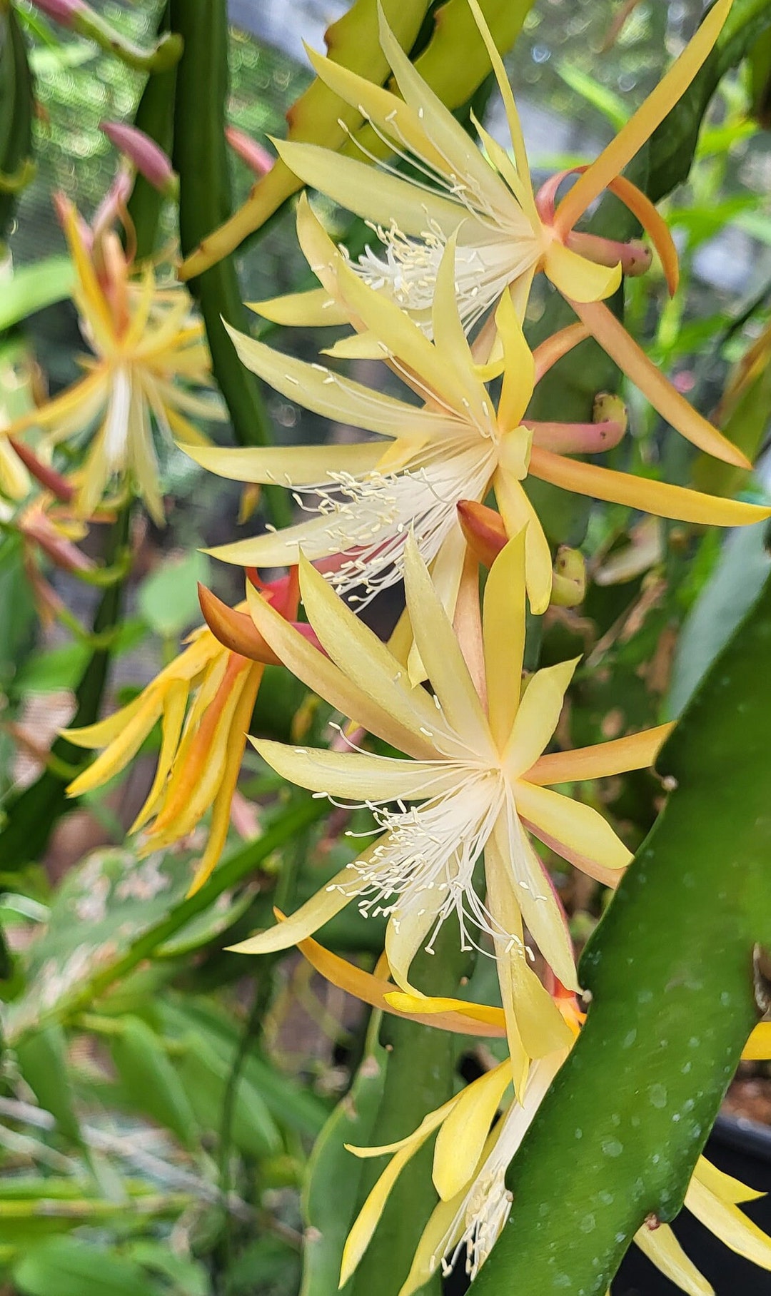 D. Macranthus Epiphyllum / Cactus - 1 Cutting 6" - 8" Heavy Bloomer and ...