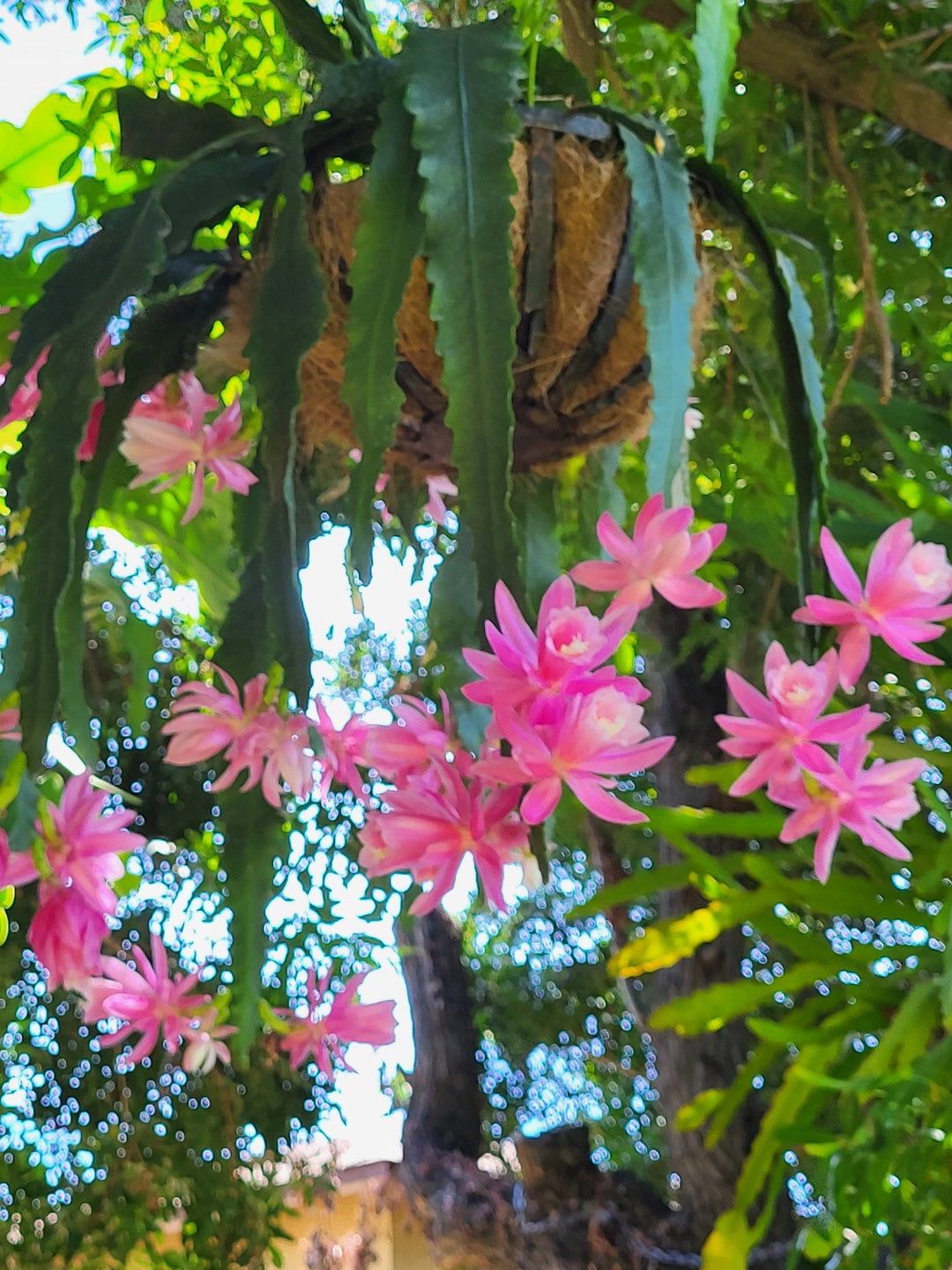 German Empress Epiphyllum 1 Cutting disocactus Phyllanthoides 6 8 ...
