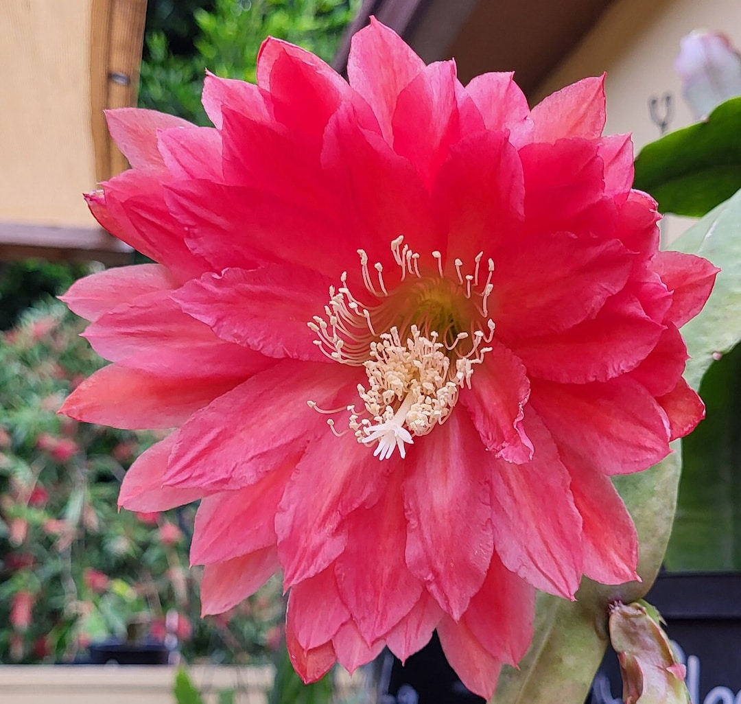 Jim Konishi: One Cutting 6-8" Long, These Plants Originated in the Rain ...