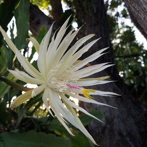 Hookeri -3 Cuttings (6"-8"cuttings)epiphyllum/cactus“shade Plants ...