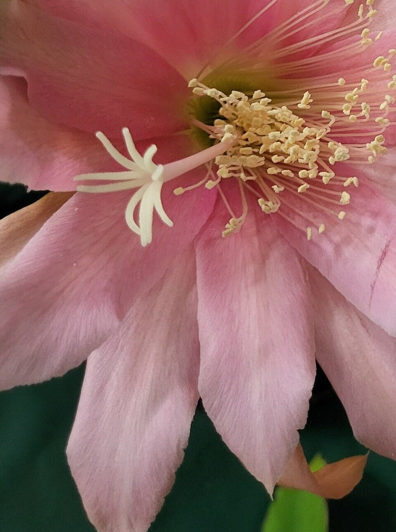 Holy Family- Epiphyllum/tropical Cactus 1 Cutting-(6"- 8") Think ...