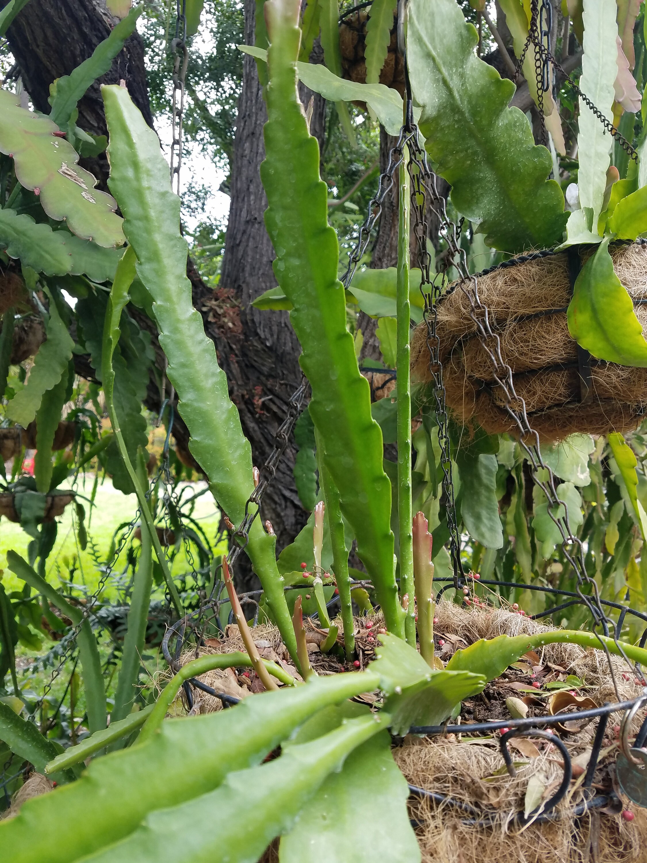 Yellow Tang Epiphyllum-1 Cutting 68 Tropical - Etsy