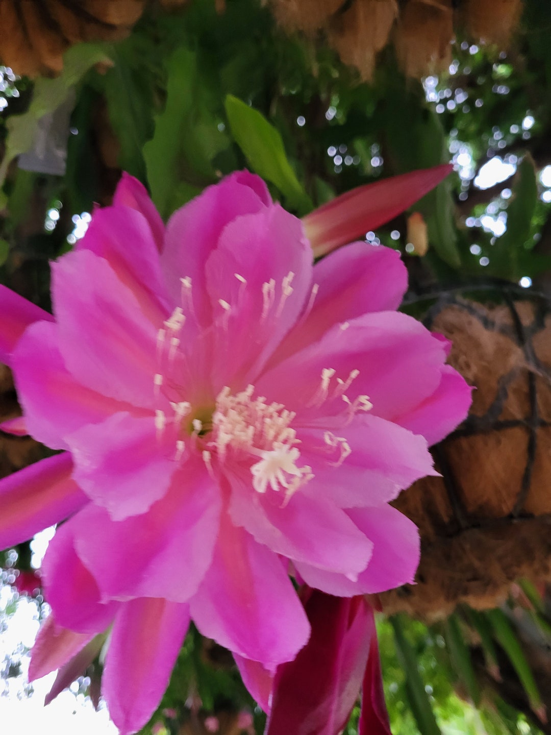 Leslie Obayashi-1 Cutting-6"to 8" Cutting. Think Tropical, Tree Dweller ...