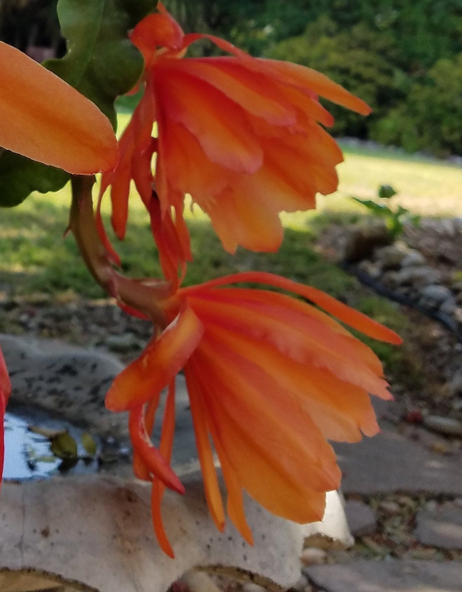 Carnival/orange Epiphyllum-1 Cutting 68shade Plants Think Tropical ...