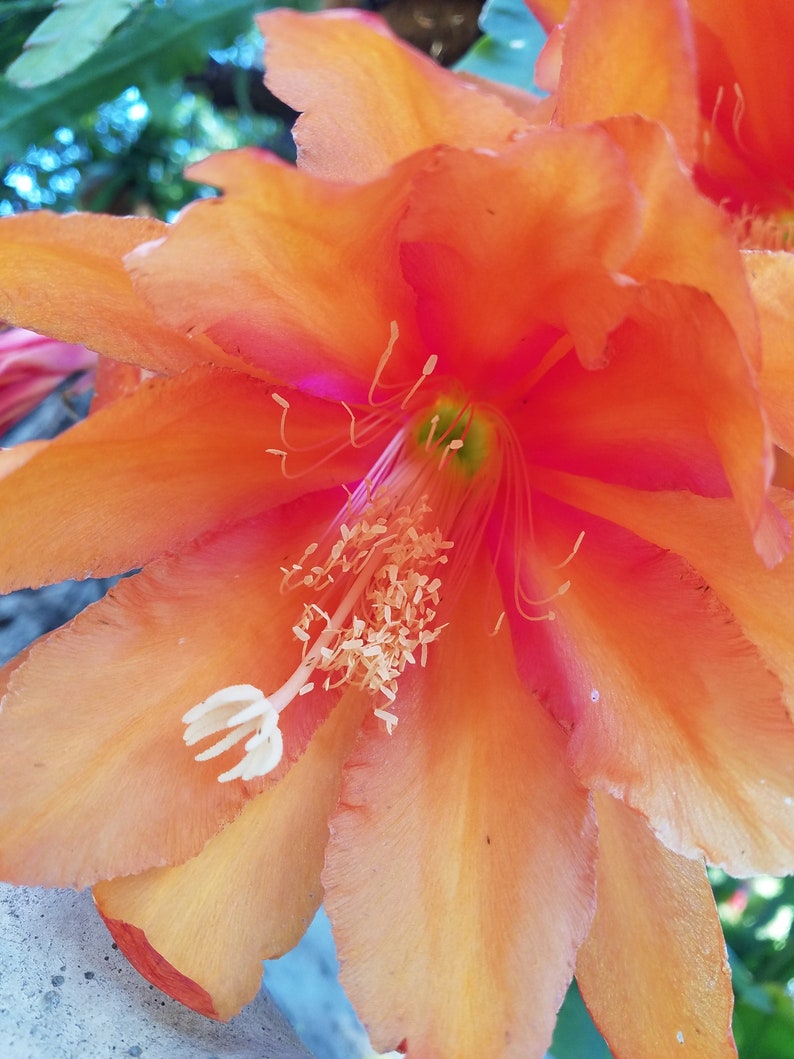 Carnival/orange Epiphyllum-1 Cutting 68shade - Etsy