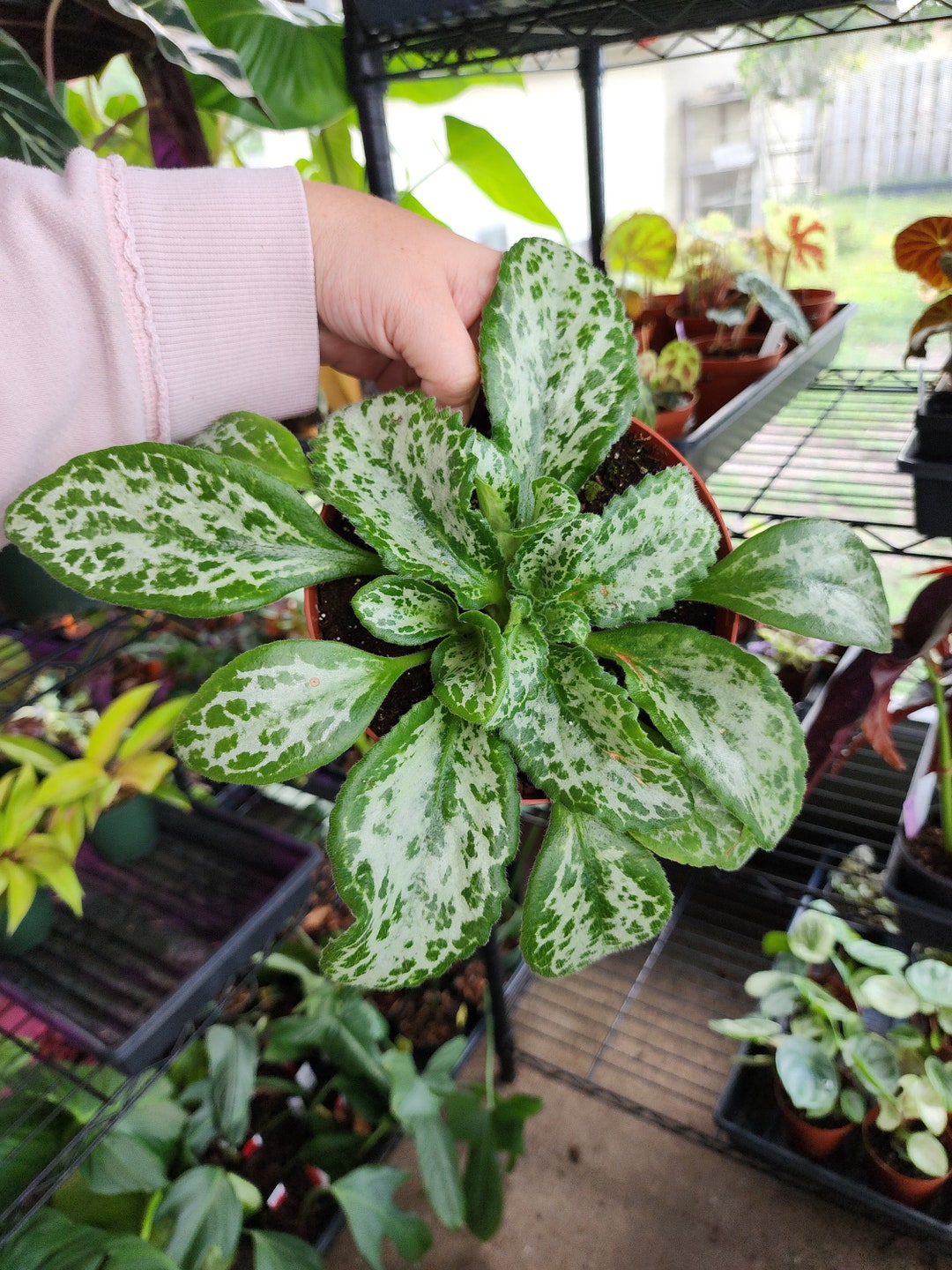 Primulina 6in Pot Betty African Violet Gesneriad Grower's Choice - Etsy
