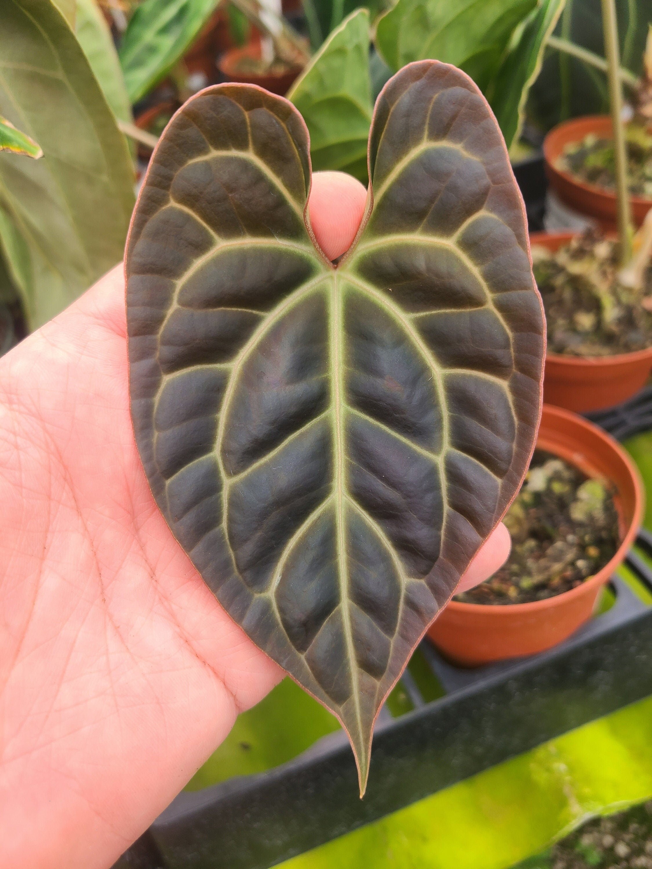 Anthurium Besseae Aff Grower's Choice - Etsy