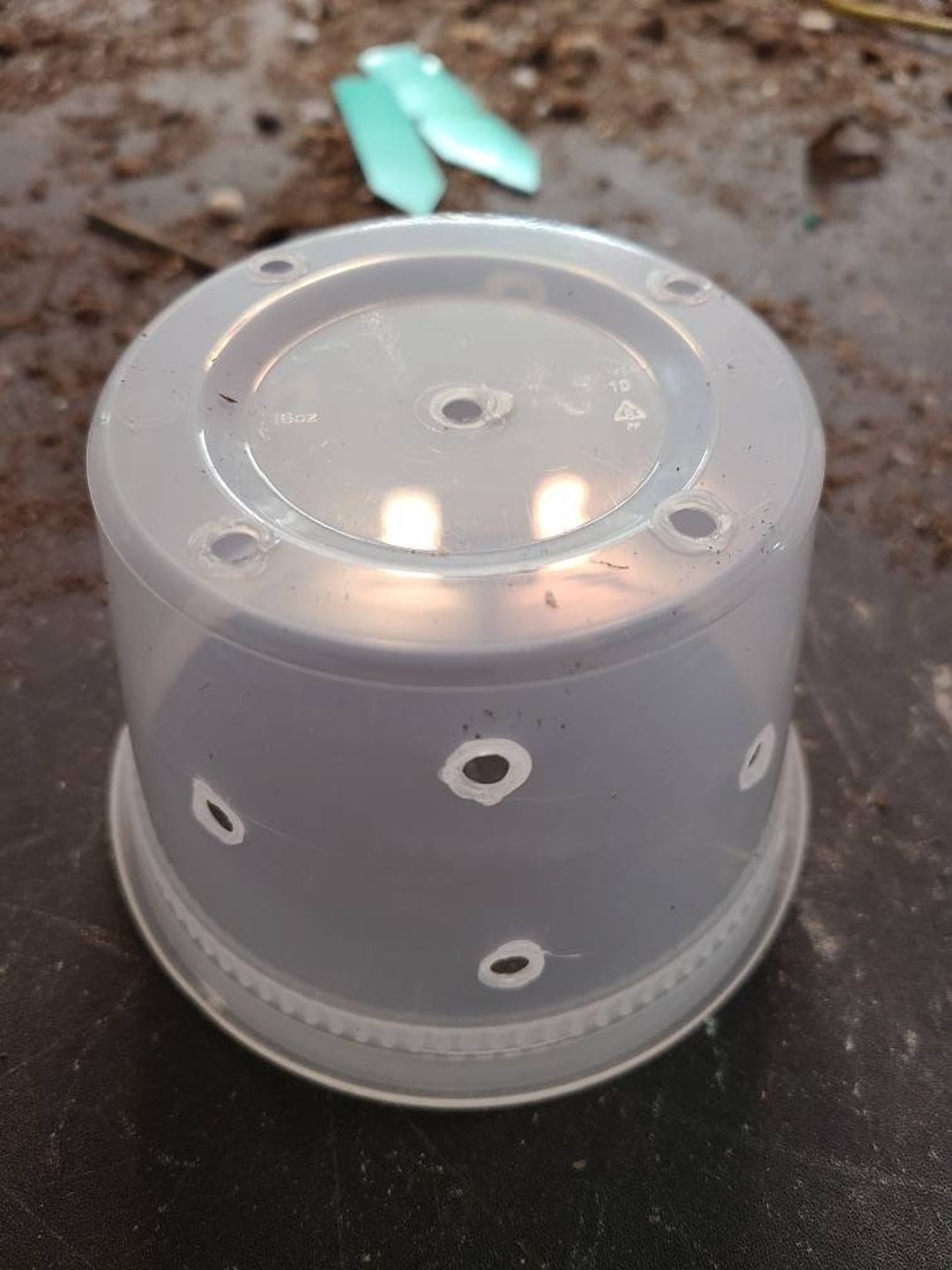 T.L.C. 16oz Containers With Holes and Lids - Etsy