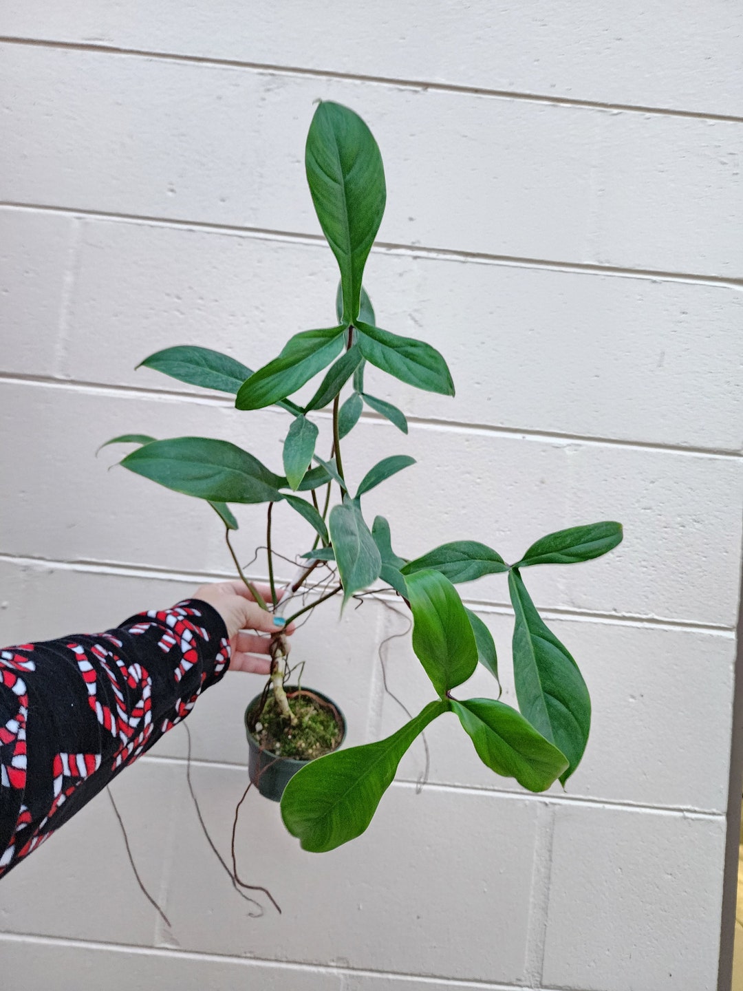 Philodendron 69686 Grower's Choice - Etsy