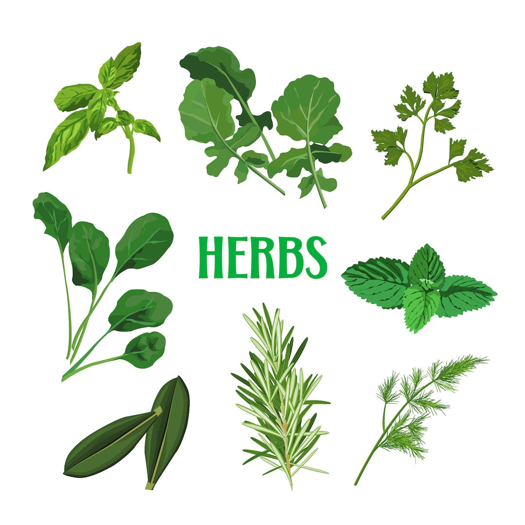 Herbs Clipart Set Fresh Herb Illustrations Transparent High Resolution ...