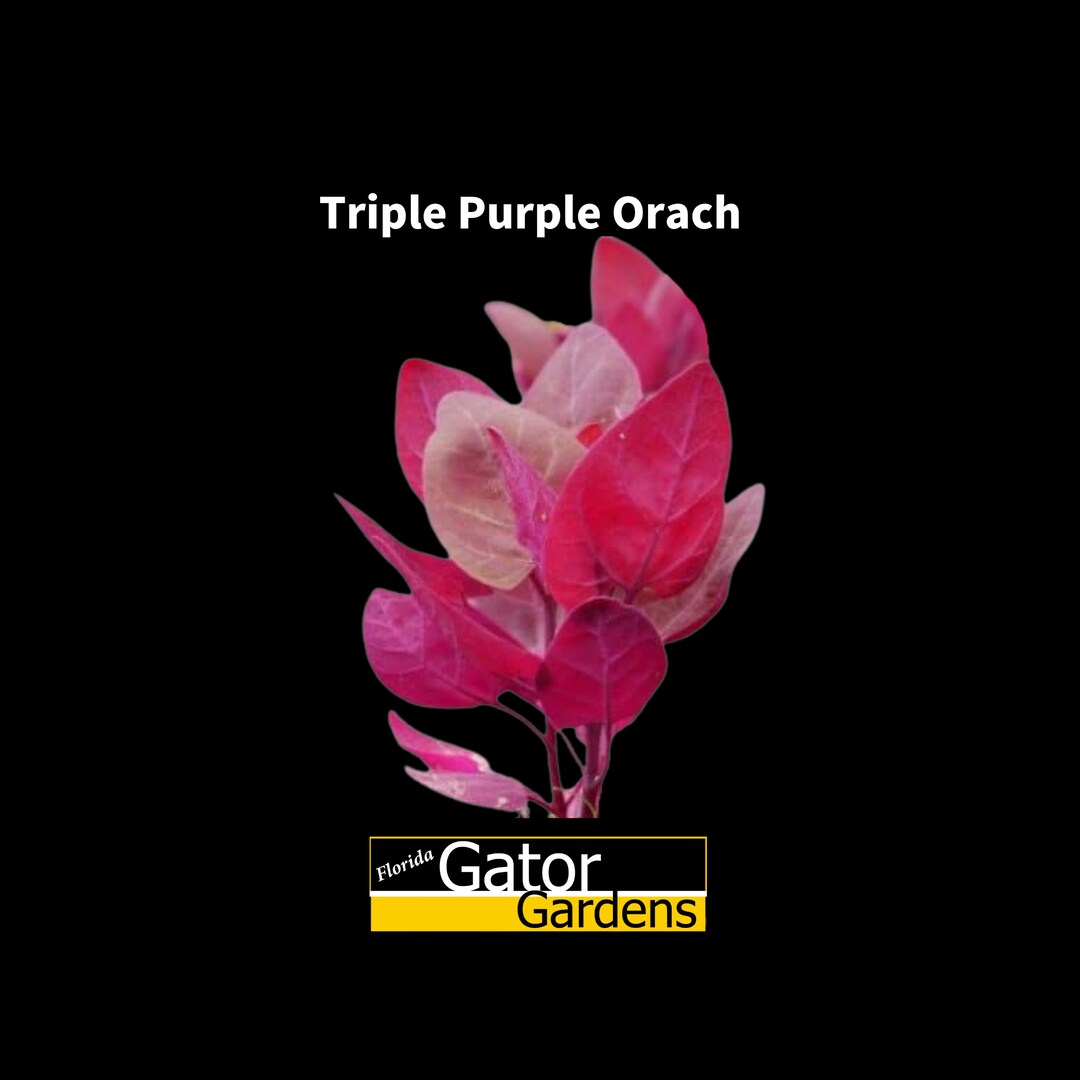 Atriplex Hortensis Triple Purple Orach 25 Seeds Purple Spinach - Etsy