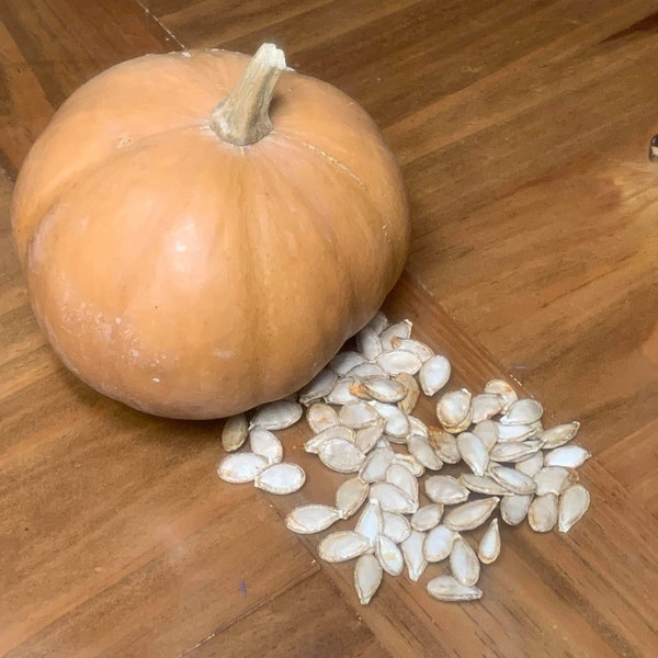 Pumpkin Seed - Etsy