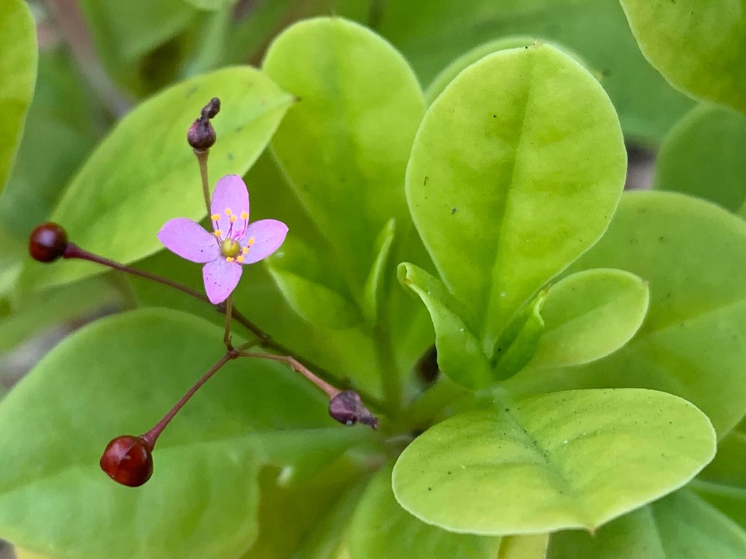 Talinum Paniculatum Jewels of Opar - Etsy