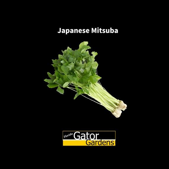 Chryptotaenia Japonica Mitsuba 50 Seeds Florida Herb - Etsy