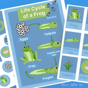 FROG Unit Study, Life Cycle, Anatomy, Nature Study, Science ...