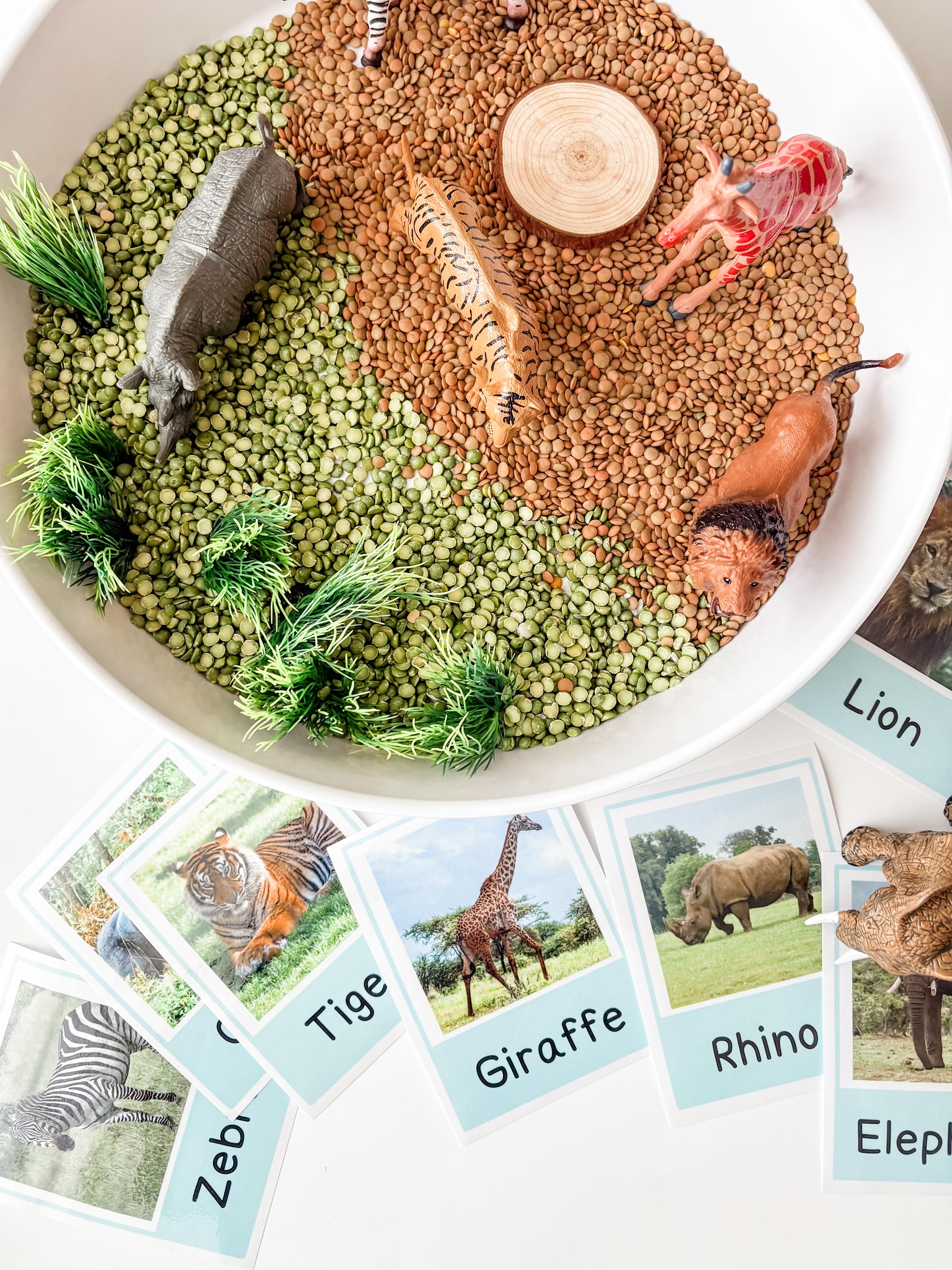 Zoo Animals Sensory Table Zoo Sensory Bin, Zoo Animals Sensory, Taste