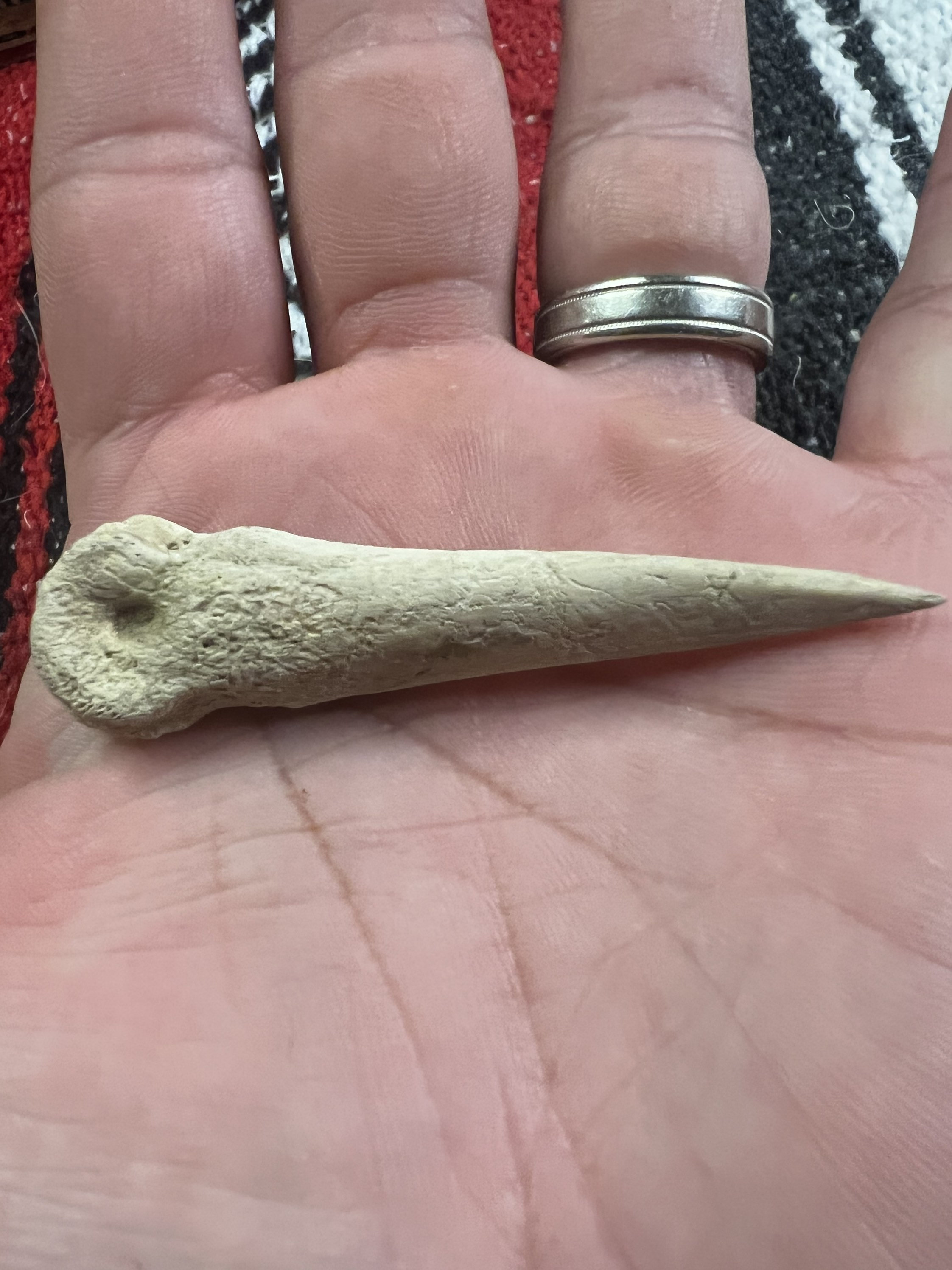 A Super Nice Cannon Bone Awl Found in South Dakota. - Etsy