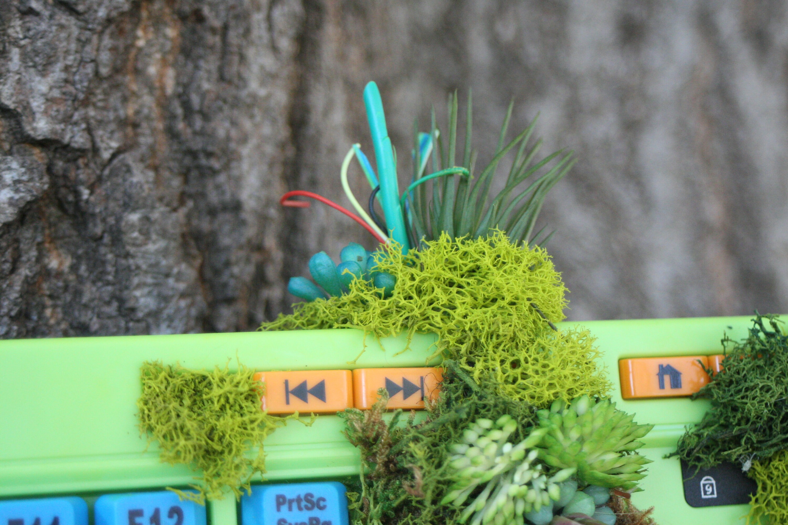 Keyboard Decorated With Preserved Moss & Artificial Succulent Variety ...