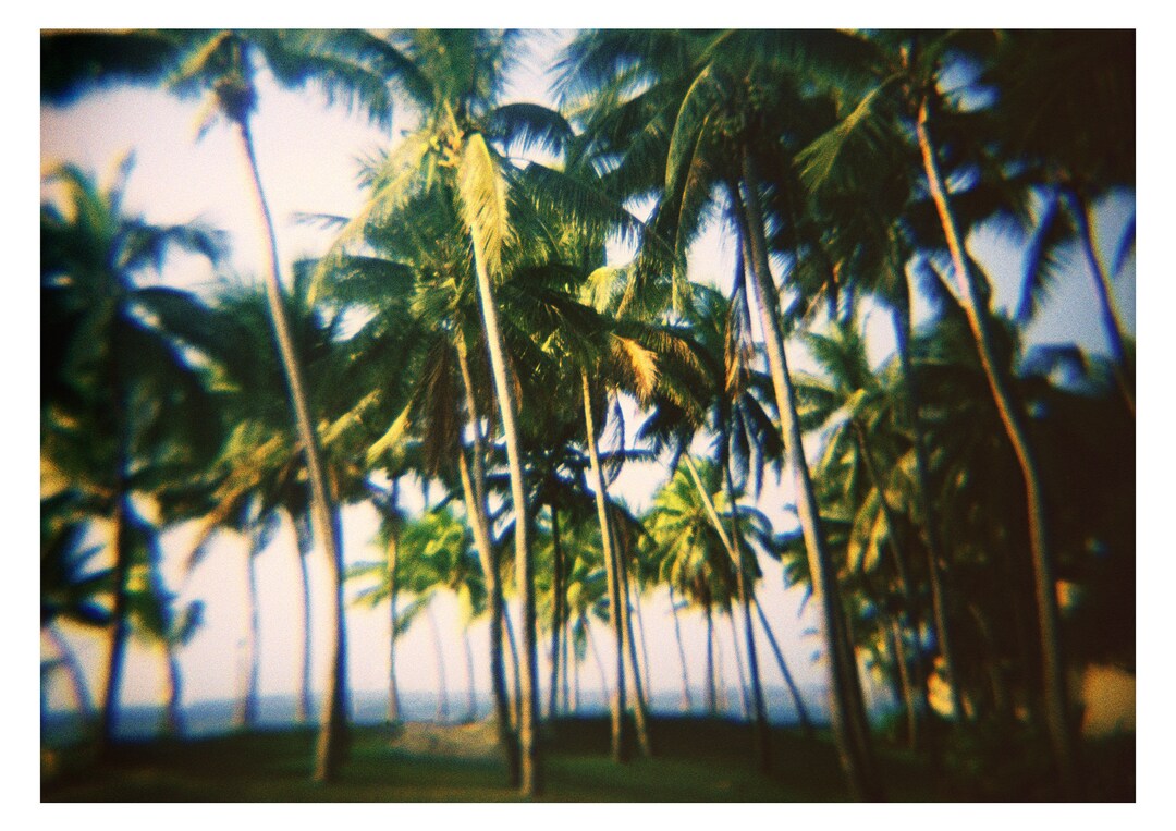 Fijian Palms, Palms, Tropics, Beach, Trees, Forest, Fiji, Landscape ...