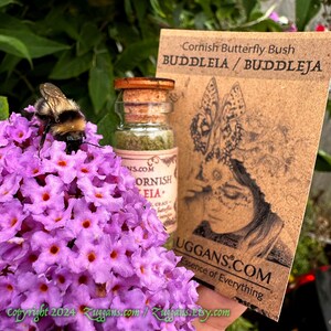 Cornish Buddleia Powder - Butterfly Bush - Butterfly Magick - Etsy